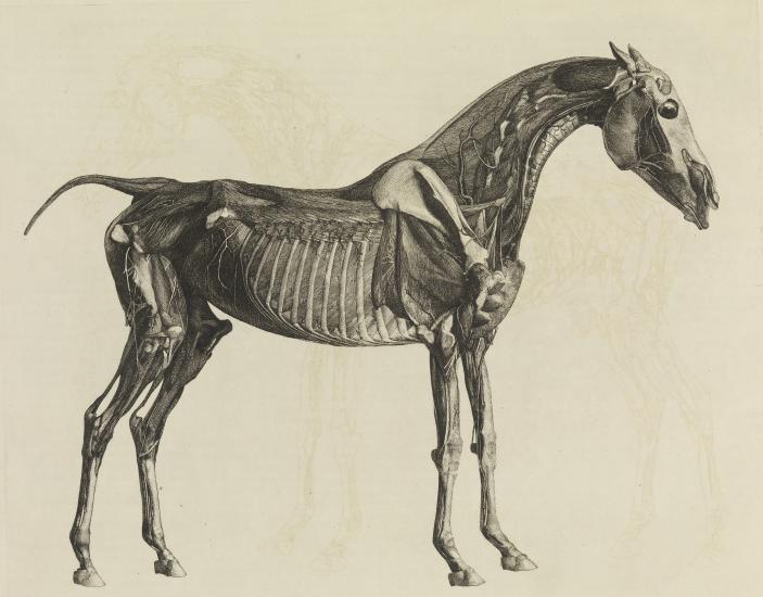 Whistlejacket par - œuvre d'art analysée en images | Panorama de l'art